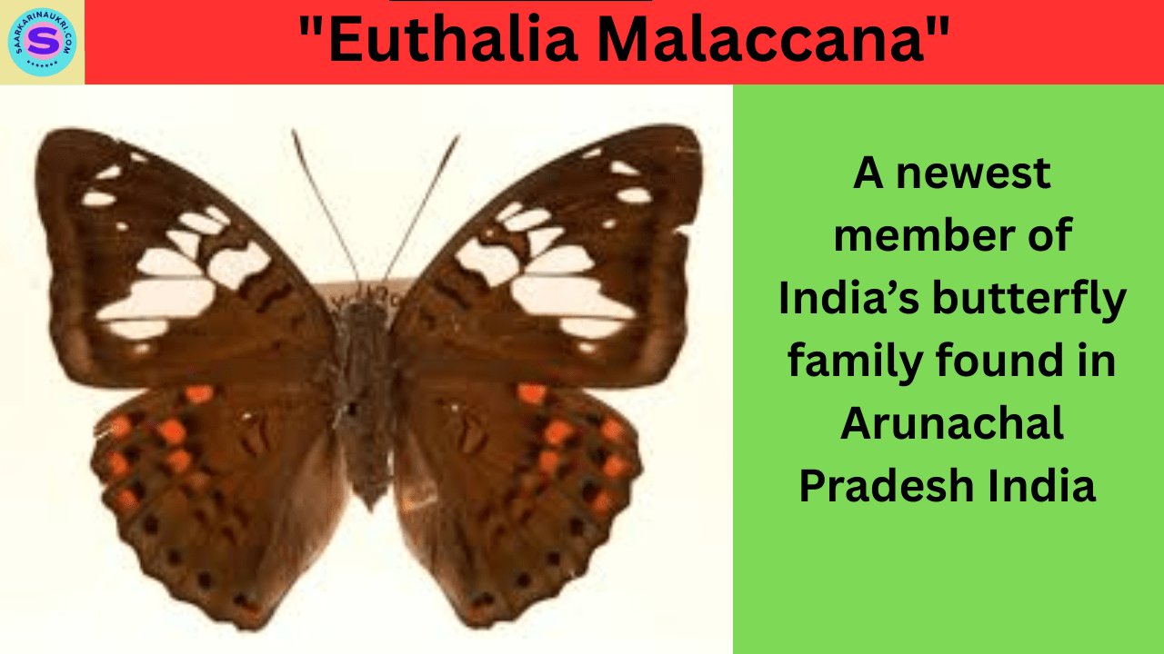 'Euthalia Malaccana' - A New Member of India's Butterfly Family ...